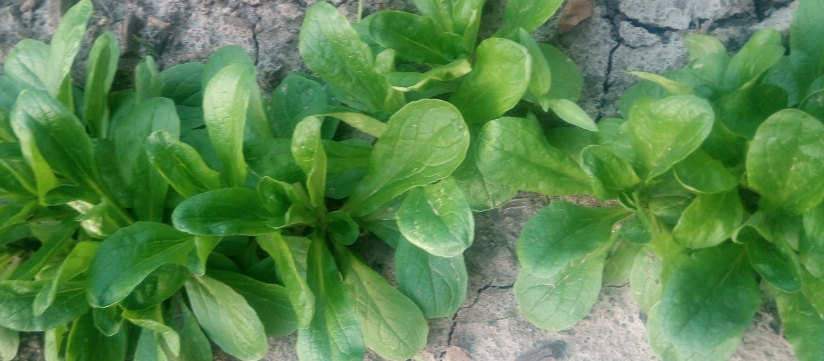 Vit Mache – Dubuque Urban Farm